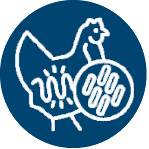 NEOGUT: Advanced Gut Health Solution for Poultry